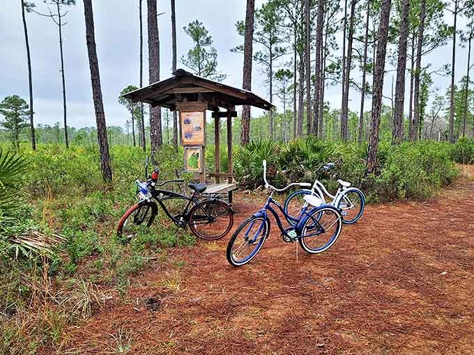Bicycles wait patiently at a trail junction, ready to carry explorers deeper into the island's pine flatwoods on two-wheeled adventures.