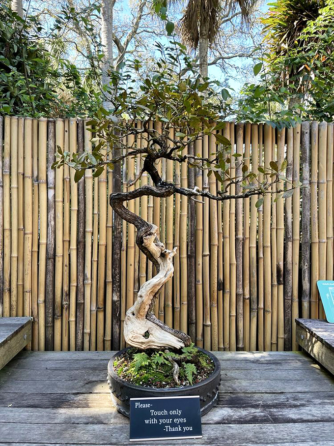 "Touch only with your eyes" – this bonsai has more patience and character in its tiny trunk than most of us develop in a lifetime.