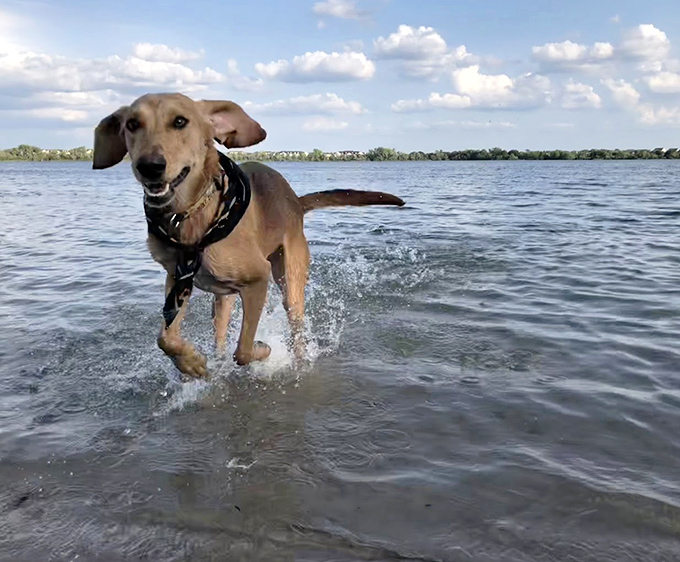 Pure, unbridled happiness captured mid-splash – this pup's expression is the definition of living your best life.