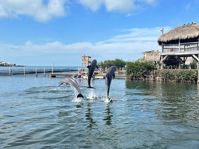 Dolphins showing off their acrobatic skills – nature's way of reminding us we should really hit the gym more often.