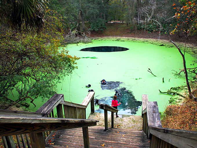 Vibrant green duckweed carpets the water's surface at the Catfish Hotel, parting occasionally to reveal the blue depths below.