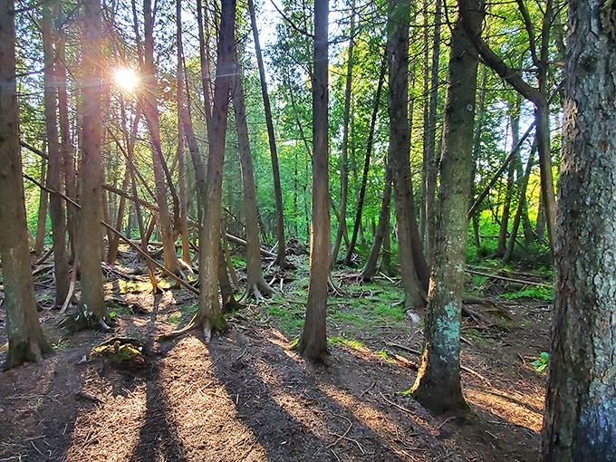 Sunlight plays hide-and-seek through the forest canopy, creating a dappled pathway that feels like walking through a living painting.
