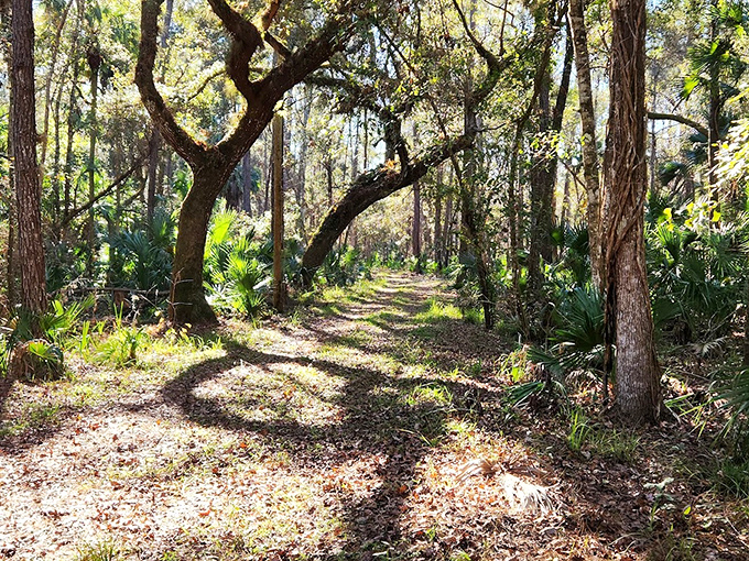 Forested Trail: Dappled sunlight creates nature's stained glass effect on this path where footsteps fall softly on generations of fallen leaves.