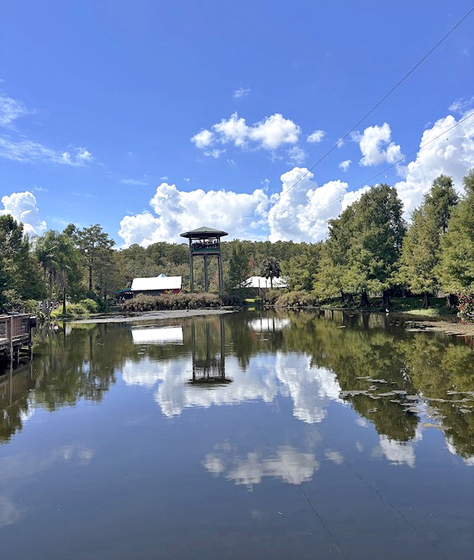 Soar above reptile-filled waters on the Screamin' Gator Zipline, where "Don't fall in!" takes on extra motivational meaning.