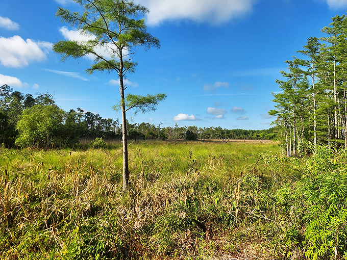 The sanctuary's open prairie stretches toward the horizon, a reminder that Florida's natural beauty extends far beyond its beaches.