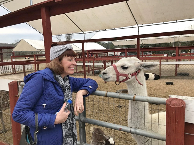 The llama-human connection transcends species, creating moments of unexpected joy and slightly awkward eye contact.