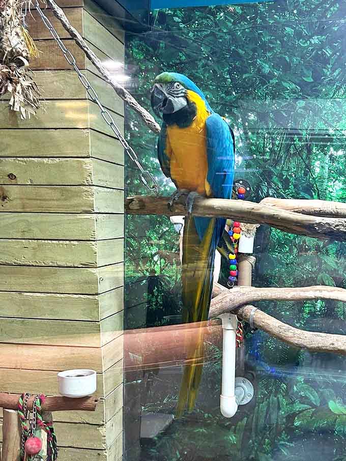Not all treasures at this aquarium live underwater &ndash; this vibrant macaw adds a tropical rainforest touch to the oceanic experience.