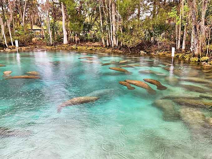Manatee convention in session: These gentle giants transform clear springs into nature's most exclusive winter resort.