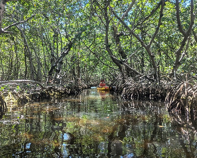 Nature's secret passageway: mangrove tunnels create mysterious pathways through Shell Key's interior, perfect for kayak exploration.