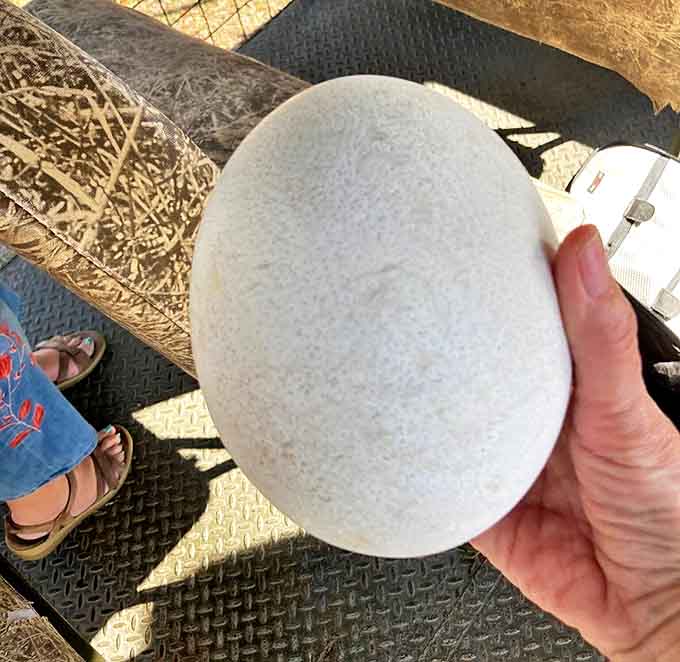 Nature's breakfast supersize option &ndash; an ostrich egg dwarfs anything your backyard chickens could produce, equivalent to about two dozen regular eggs.