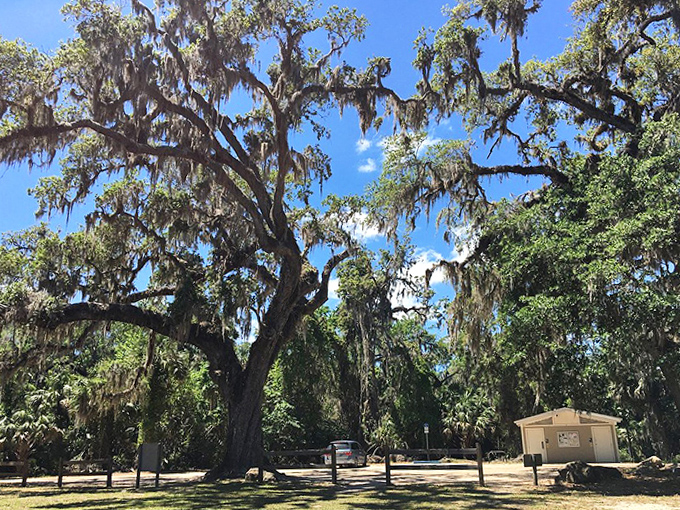 Even the park facilities blend harmoniously with their surroundings, nestled among trees that have witnessed centuries of Florida history.