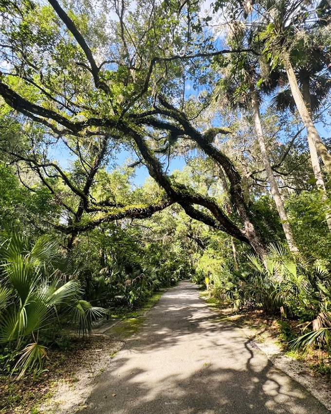 Ancient oaks create a natural cathedral ceiling along this accessible path, their branches reaching out like something from a fairy tale.
