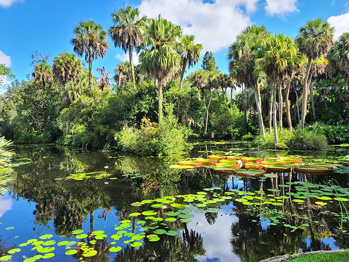 Water lilies create nature's mosaic on this tranquil pond, where reflections double the beauty of towering palms.