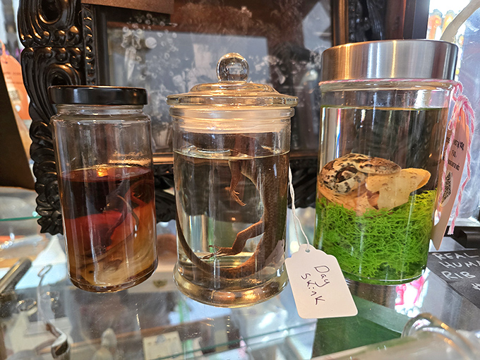 Preserved specimens in vintage jars offer glimpses into biological curiosities, each carefully labeled with scientific information for the curious visitor.