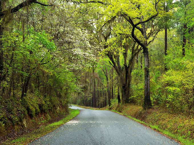 Spring announces itself with a confetti of blossoms along this canopy road – nature's way of celebrating another year of growth.