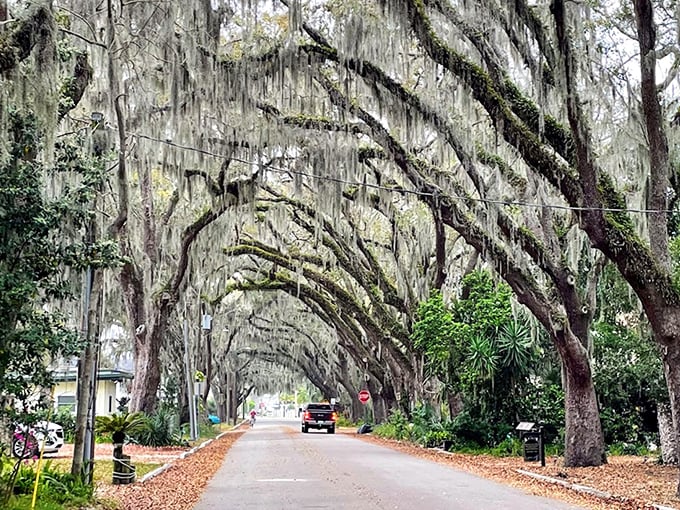 St. Augustine's oak canopy transforms an ordinary road into an extraordinary experience, where nature's architecture outshines any human design.