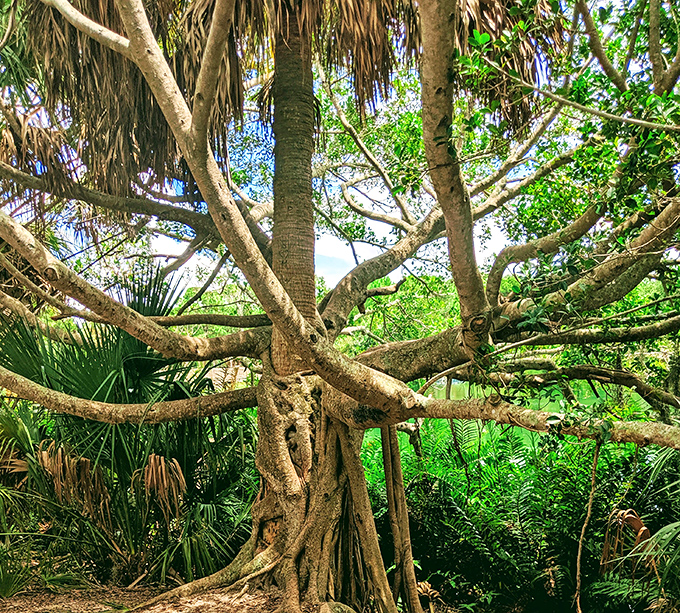 Ancient trees stretch their limbs in a yoga pose that's been perfected over centuries.