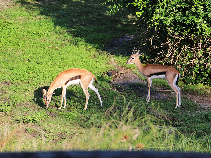 Thomson's gazelles: These elegant antelopes demonstrate nature's perfect balance of fragility and resilience as they graze in synchronized harmony.