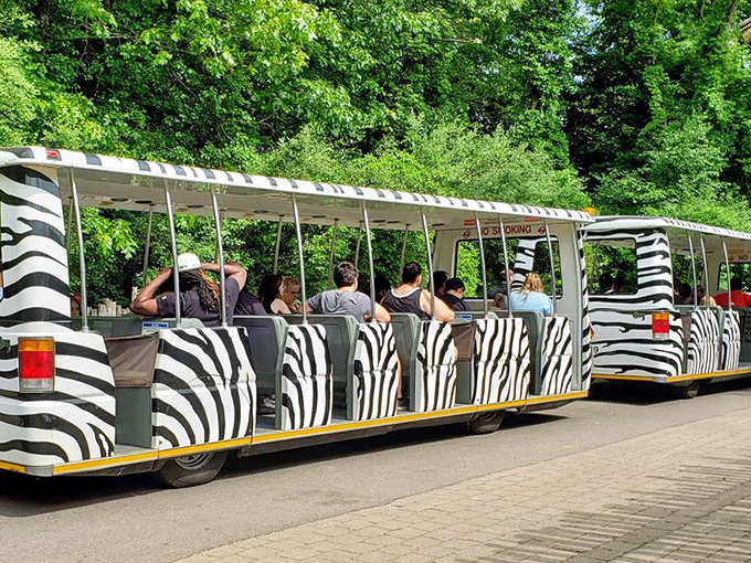 The zebra-striped tram transports visitors between exhibits, proving that even public transportation can have a sense of fashion and whimsy.