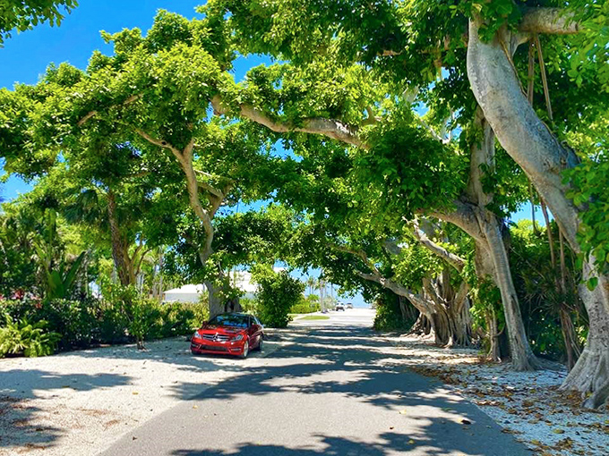 The intertwining branches overhead create patterns so complex they'd make a mathematician weep with joy at nature's geometry.