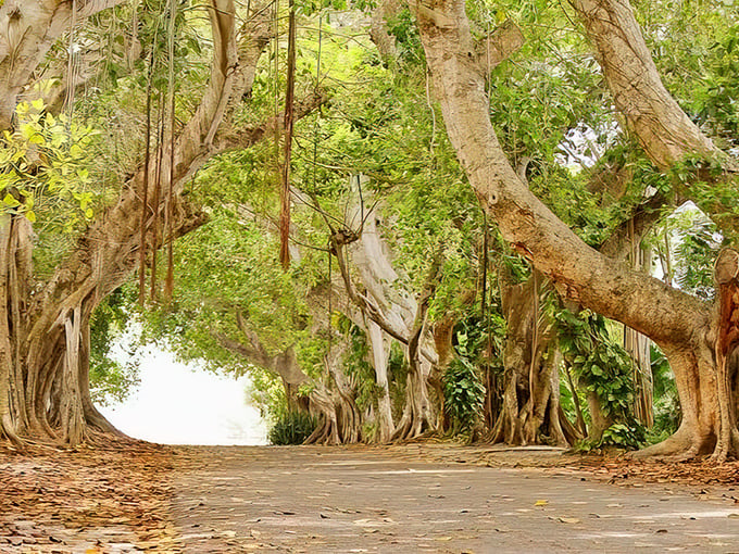 Morning light transforms this banyan archway into a golden corridor that makes everyday errands feel like adventures.