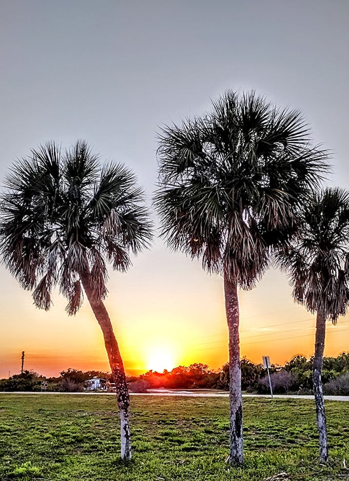 Florida sunsets and palm trees &ndash; Mother Nature's way of showing off while dogs are too busy digging holes to notice.