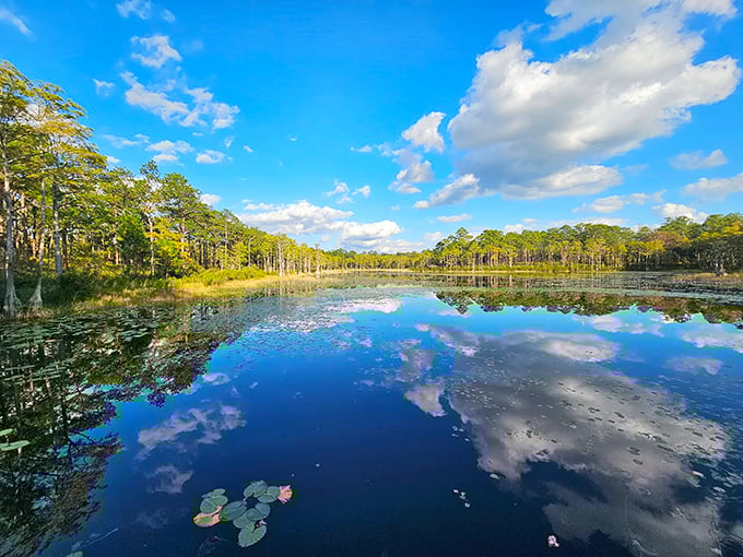 This serene pond looks innocent enough, but it's actually nature's version of an exclusive nightclub for frogs and dragonflies.
