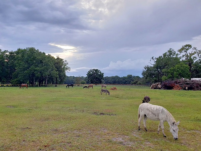Two Hawk Hammock's peaceful pastures offer a glimpse into authentic farm life where animals graze under Spanish moss-draped oaks.