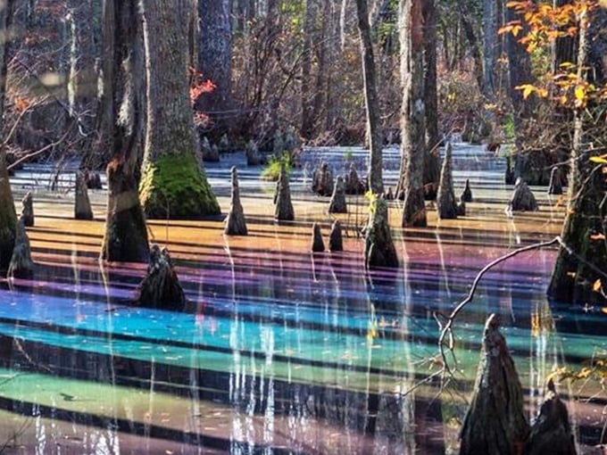 Cypress knees poke through a technicolor dreamcoat of water, nature's version of a lava lamp without the electricity.