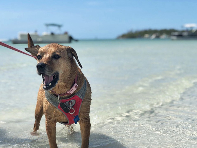 "Did someone say treat?" This happy, wet pup takes a break from swimming to flash a joyful smile at the camera.