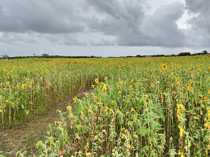 Dramatic clouds frame the sunflower field, creating a natural masterpiece that would make even Van Gogh reach for his paintbrush.