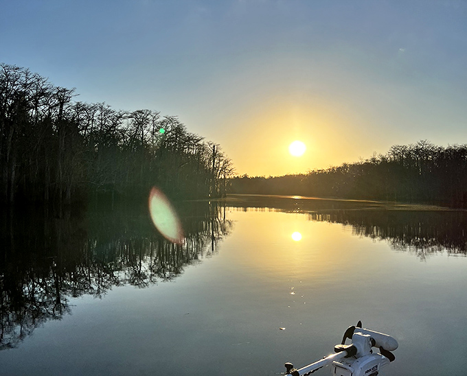 Golden hour transforms the bayou into liquid amber, as Spanish moss sways gently in the breeze like nature's own mood lighting.