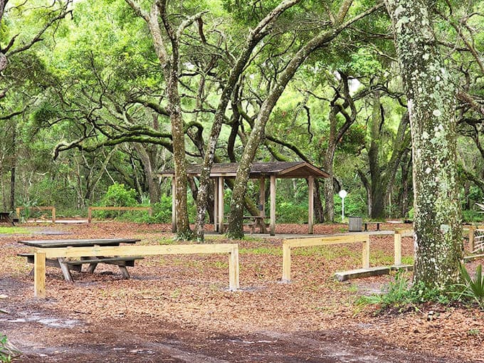 Rustic picnic areas nestled under ancient oaks invite visitors to pause and savor moments of tranquility in dappled shade.