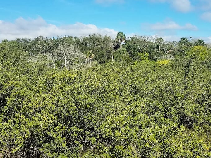 A verdant canopy stretches to the horizon, Florida's natural tapestry woven from countless shades of green and endless blue sky.