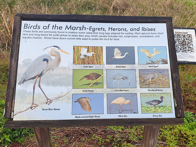 This informative guide to marsh birds helps visitors distinguish between the feathered residents of Circle B's wetland habitats.