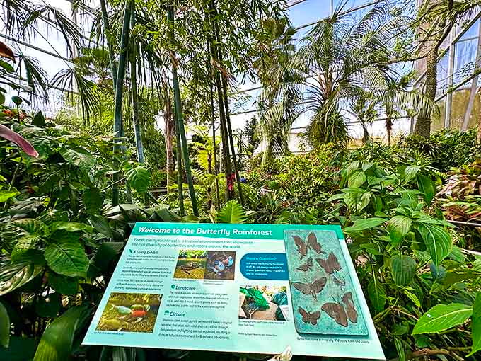 Educational signage throughout the rainforest turns casual visitors into butterfly experts, one fascinating fact at a time.