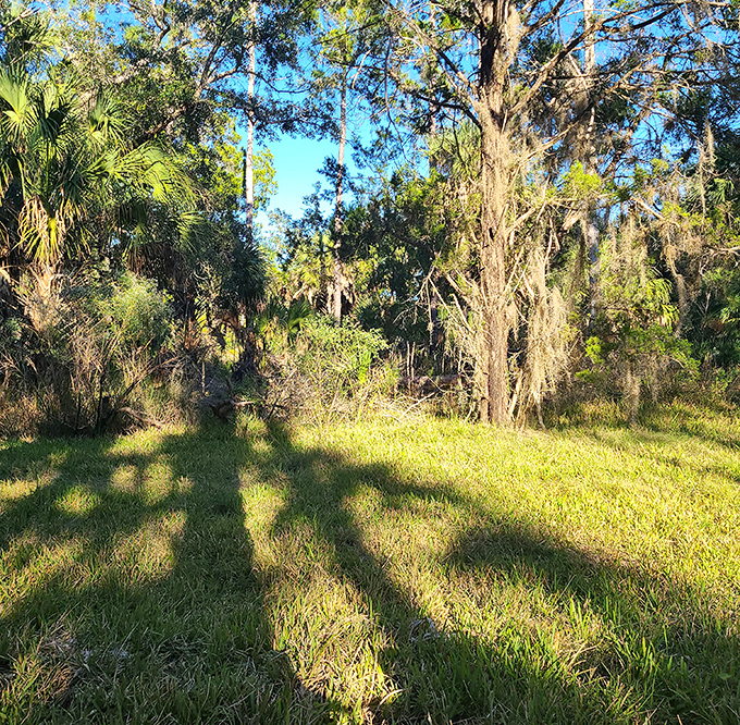 Dappled sunlight plays through Spanish moss, creating nature's own light show on this peaceful clearing perfect for afternoon naps.