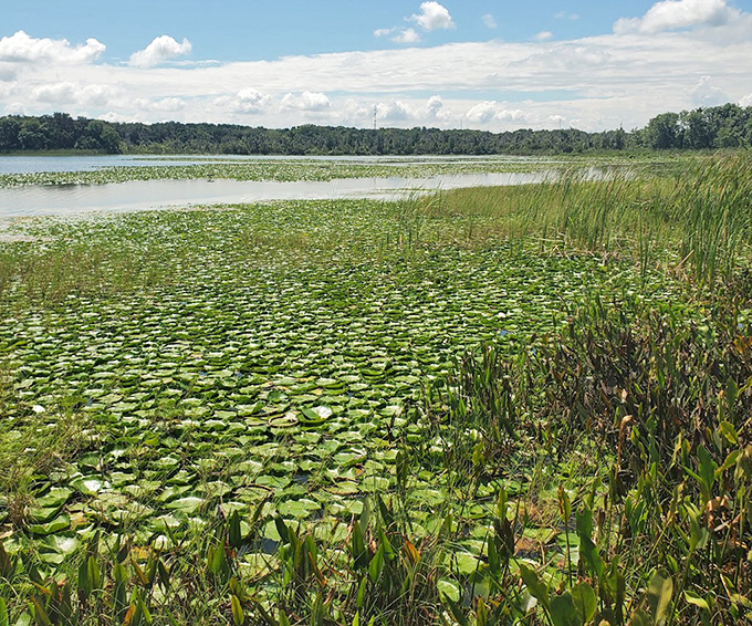 Lake Harris spreads its lily pad carpet across the water, a living mosaic that changes with each passing breeze.