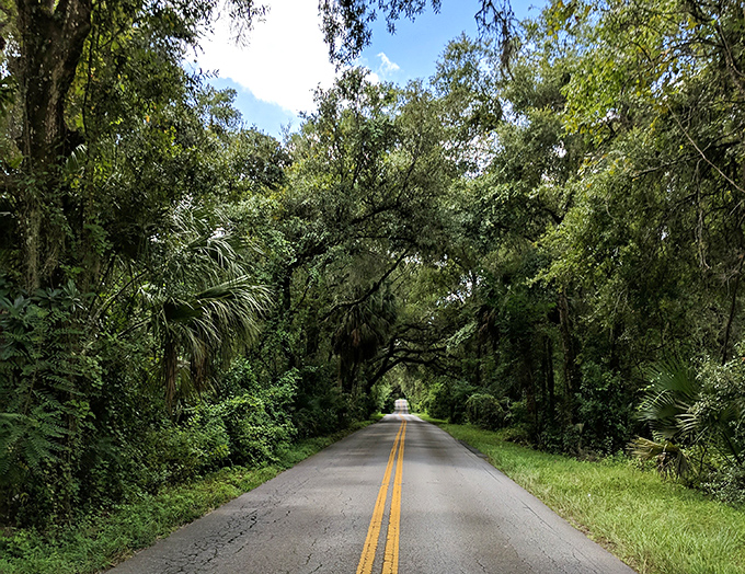 Nature's architecture at its finest&mdash;these lush giants create spaces more impressive than any human-designed cathedral or monument.