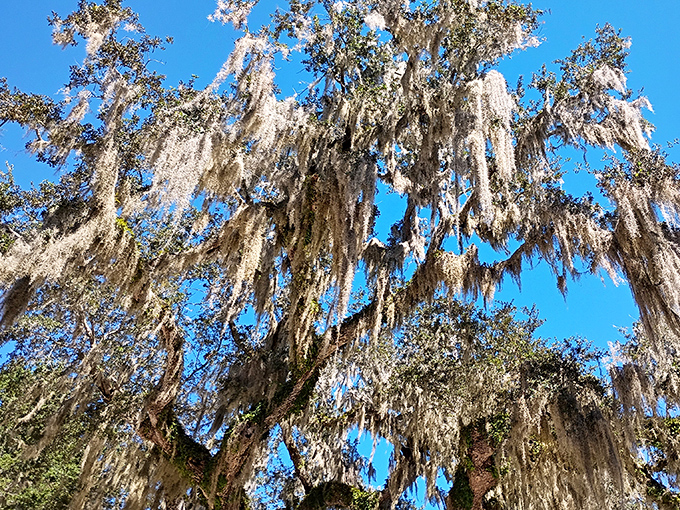 Looking up through the canopy reveals an intricate lacework of branches adorned with nature's own decorative moss.