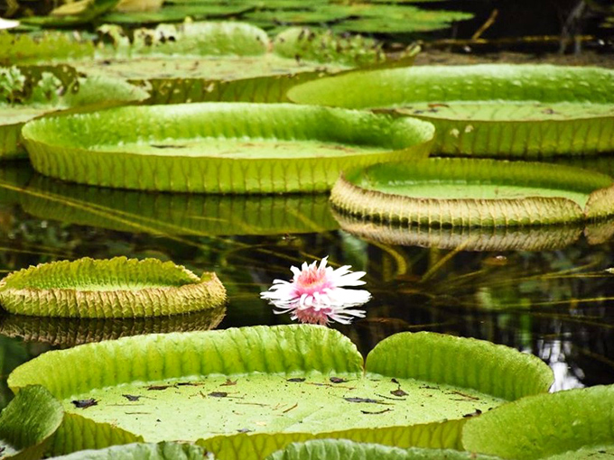 Nature's perfect engineering: Each lily pad's intricate texture and design supports its impressive size with elegant efficiency.