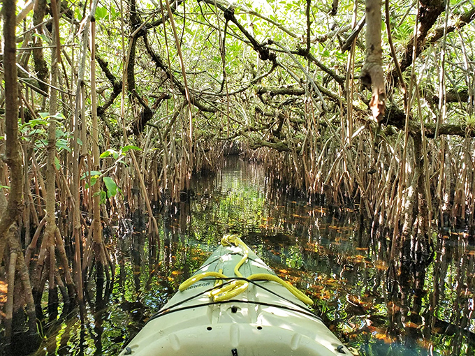 The front-row seat to Florida's wildest show&mdash;a kayak slicing through mangrove tunnels where tangled roots create nature's own funhouse mirror maze.