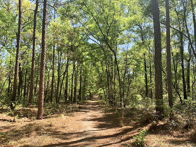 Sunlight filters through the pine canopy, creating nature's own light show on this tranquil trail perfect for contemplative walks.