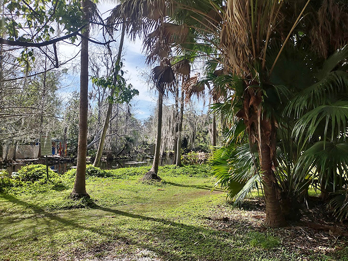 Palm fronds create a tropical canopy, their rustling in the breeze nature's version of a white noise machine.