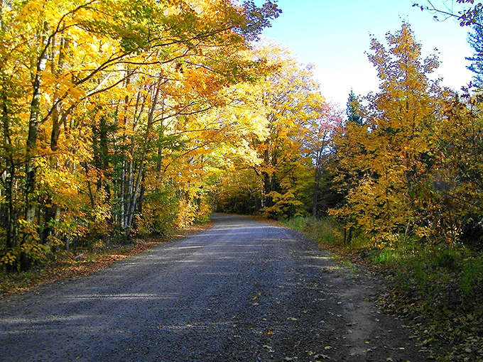 This golden tunnel of autumn trees makes every drive feel like you're starring in your own scenic road trip movie.