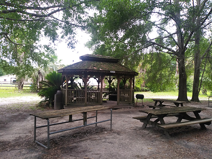 The rustic picnic area offers a perfect post-swim respite, where oak trees have been hosting lunches since before Disney was a twinkle in Florida's eye.
