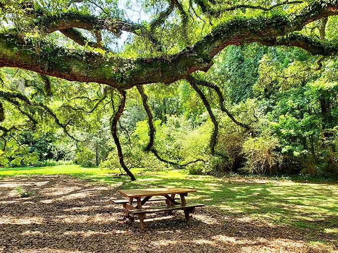 Lunch with a view: This simple picnic table offers one of the most magical dining spots in all of Tallahassee.