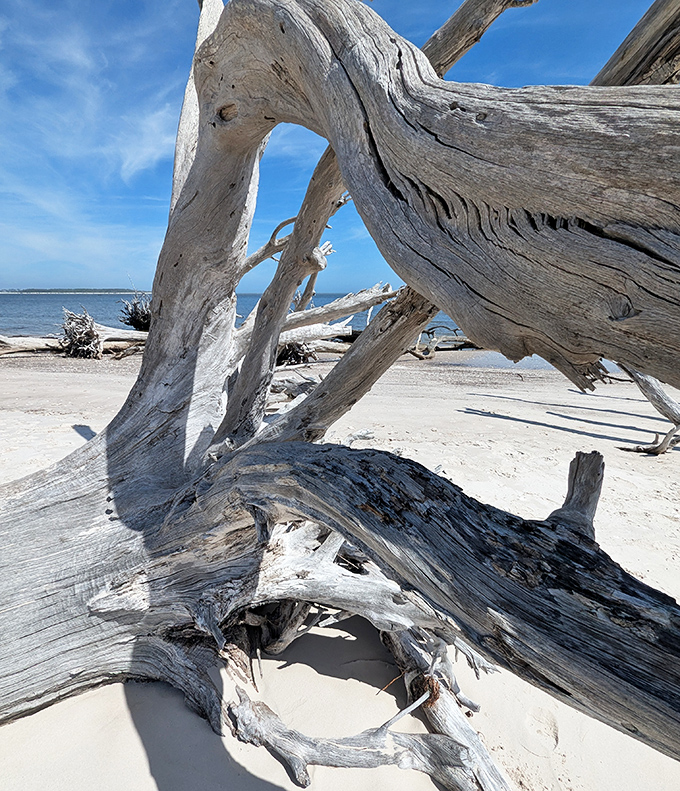 Sun-bleached driftwood creates natural archways and tunnels, inviting photographers to capture these fleeting coastal sculptures.