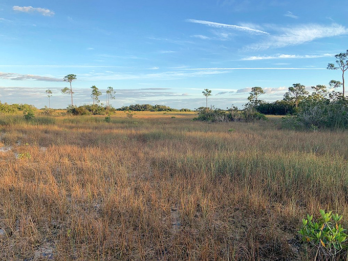 The vast prairie stretches toward the horizon, a reminder that the Everglades is as much about open spaces as it is dense hammocks.