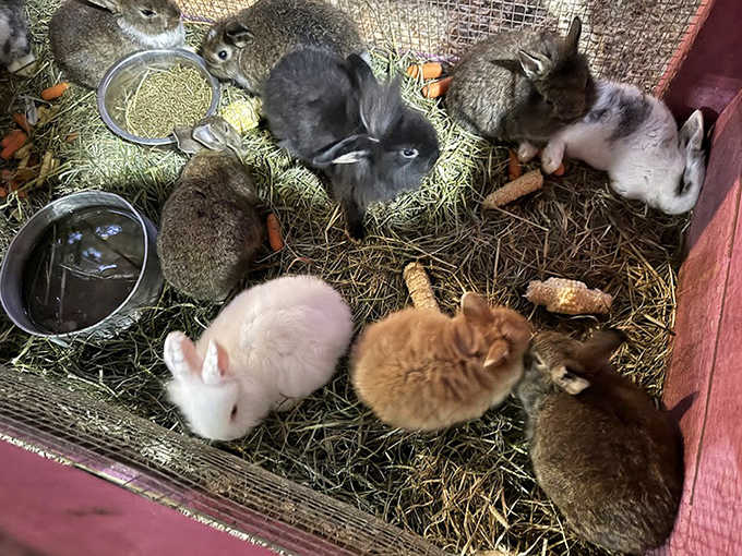 Bunnies of every color huddle together in soft hay, their twitching noses and gentle demeanor making them irresistible stars of the petting zoo.